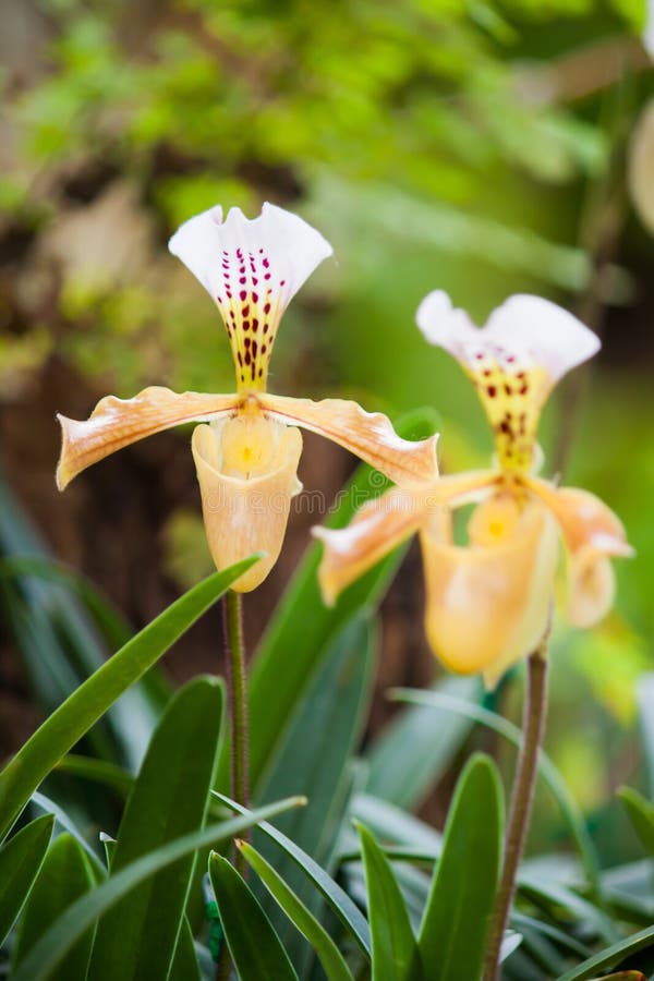 Lady's Slipper Orchid In Malaysia Stock Photo - Image of indoor ...