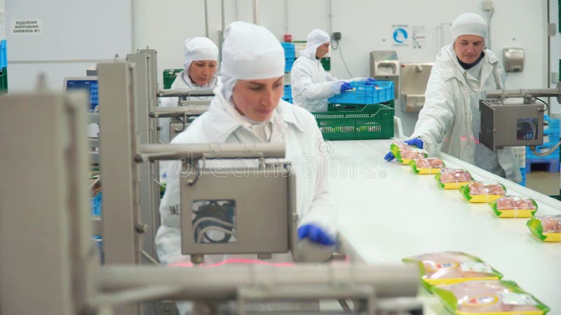 Production and Processing of Chicken Meat. Conveyor Line for Processing ...