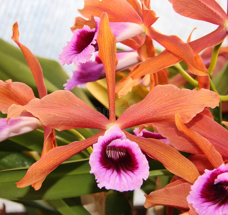Orange with Purple Lip Orchid Species Cattleya (Laelia) Tenebrosa in ...