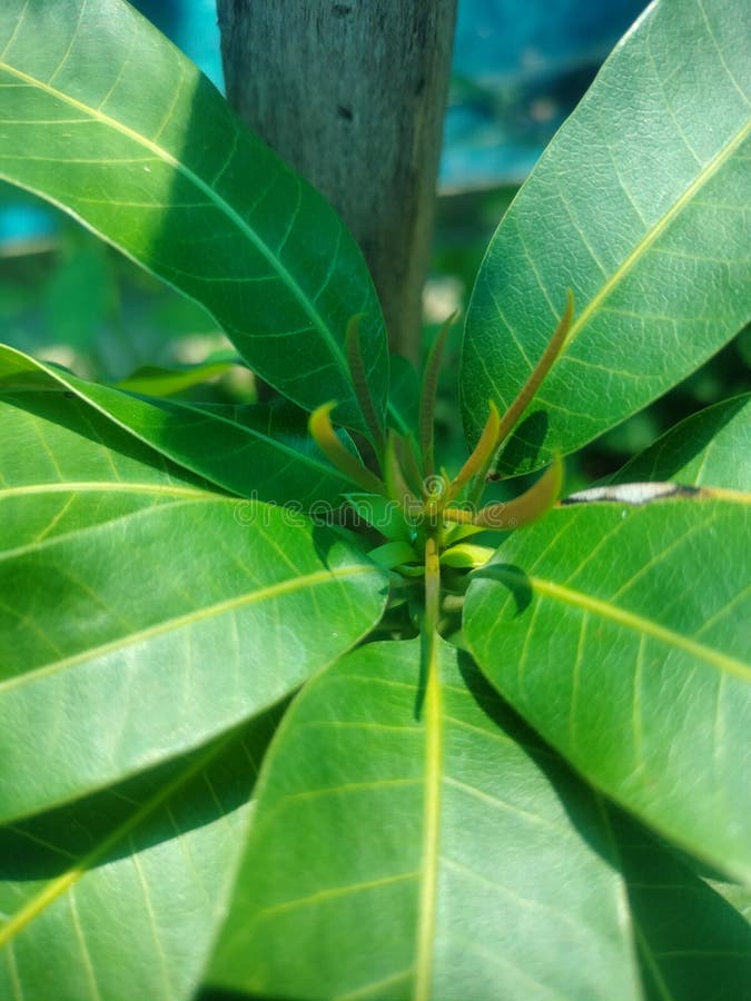 Young Shoots Petioles Stock Photos - Free & Royalty-Free Stock Photos ...