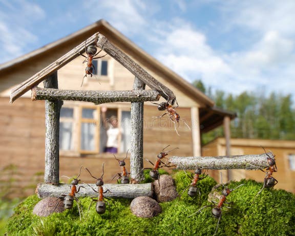 Lag Av Myror Som Konstruerar Huset, Teamwork Arkivfoto - Bild av ...