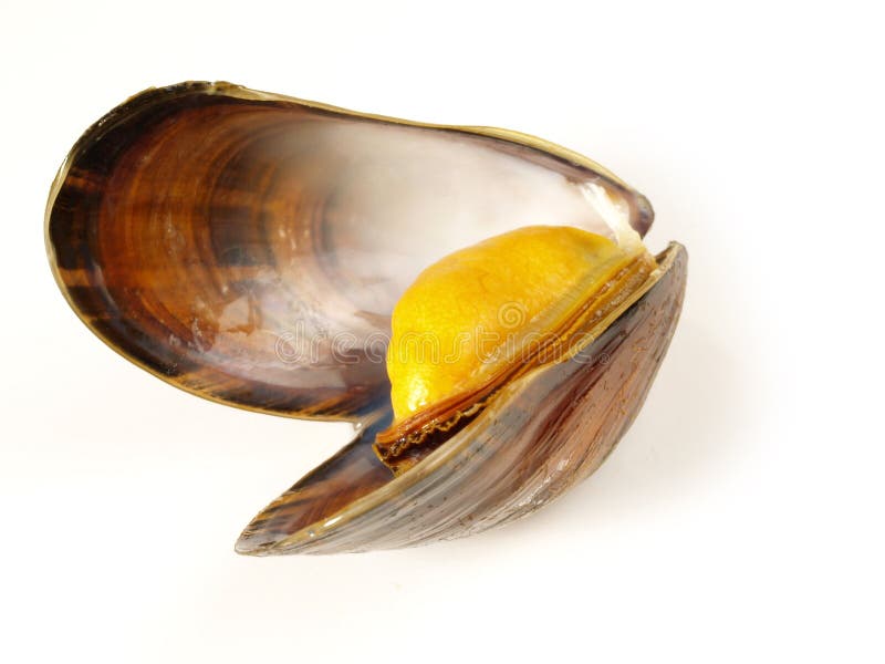 Mussla Stock Foton , bilder och fotografi - Ladda ner 48,008 foton