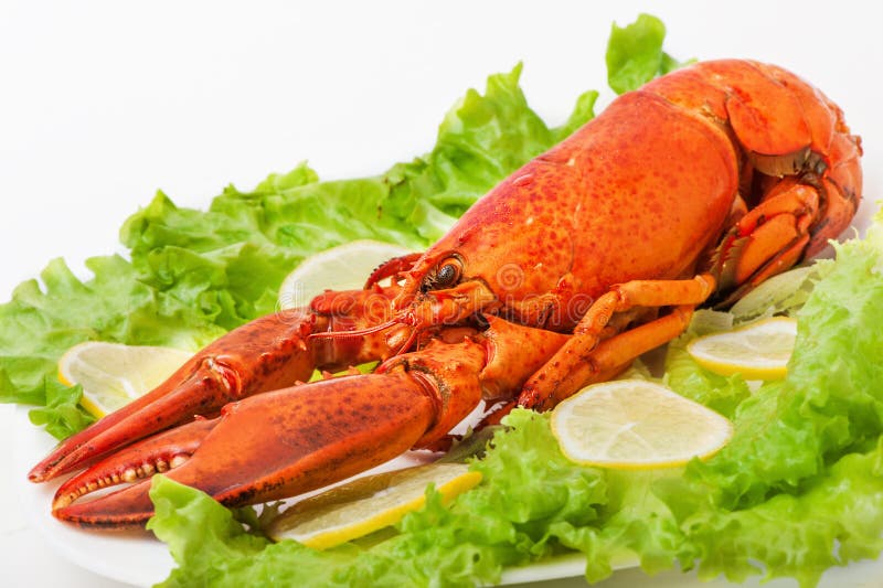 Kokt hummer arkivfoto. Bild av hummer, full, citron, inget - 50132276