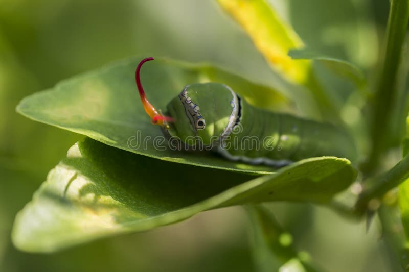 Lagarta foto de stock. Imagem de mundial, plantas, lagarta - 102974414