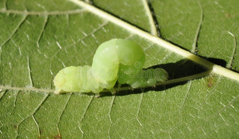 Lagarta foto de stock. Imagem de folha, selvagem, animal - 17072938