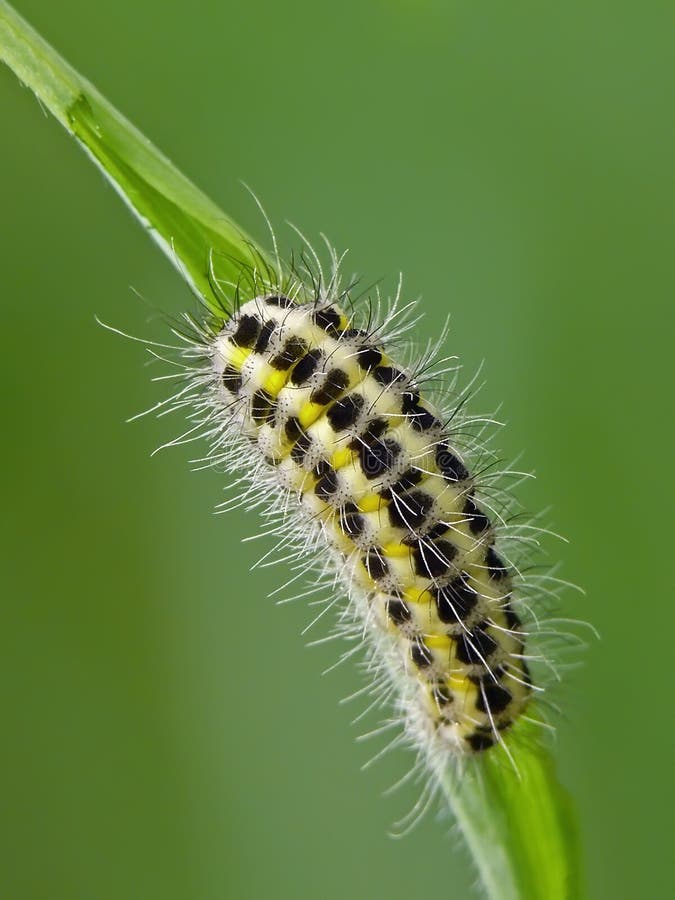 Lagarta foto de stock. Imagem de larva, wildlife, macro - 27368518