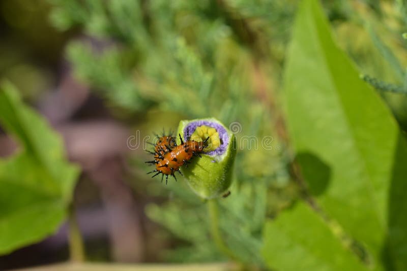 Lagarta Com Fome Que Come Uma Flor Antes Que Florescer Imagem de Stock ...