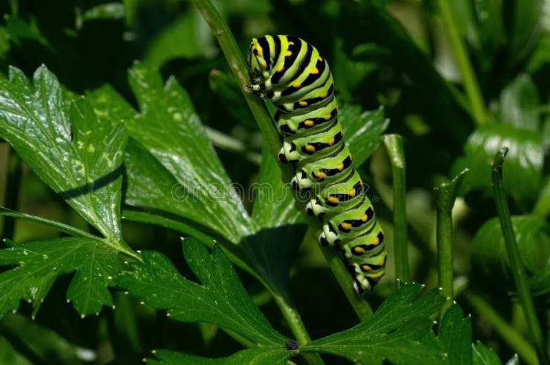 Lagarta Preta Do Swallowtail Que Alimenta Na Salsa Imagem de Stock ...