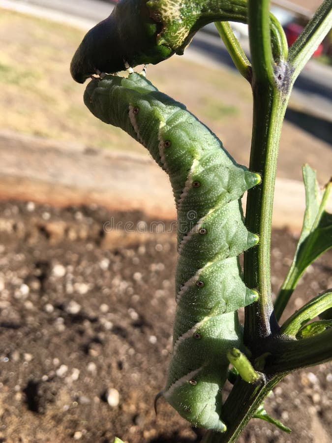 Lagarta imagem de stock. Imagem de inseto, jardim, larva - 142578529