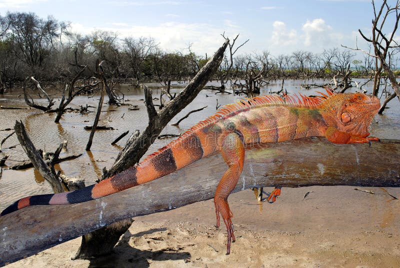 Lagarto alaranjado e preto foto de stock. Imagem de alvorecer - 37813414