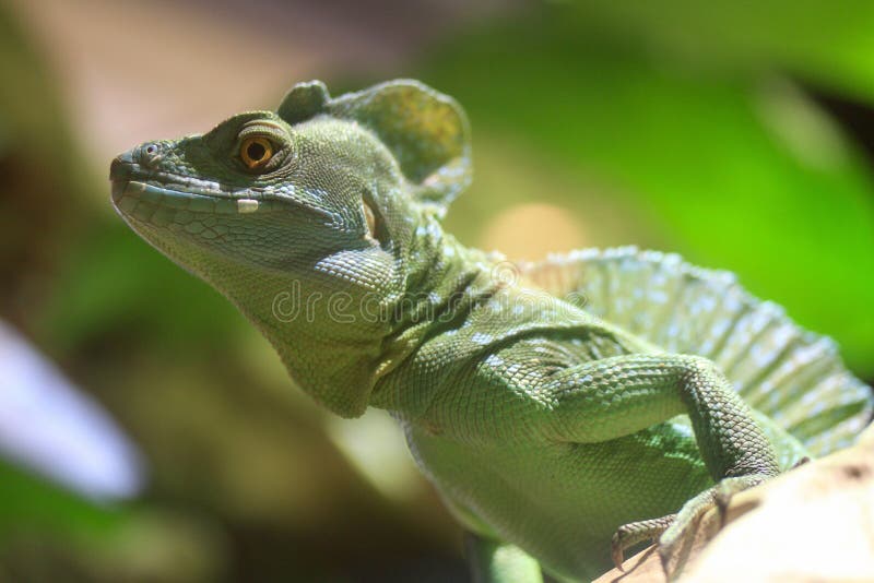 Lagarto Del Basilisco En Forets Mexicanos Foto de archivo - Imagen de ...