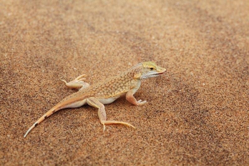 Lagarto do deserto foto de stock. Imagem de areia, molho - 18682016
