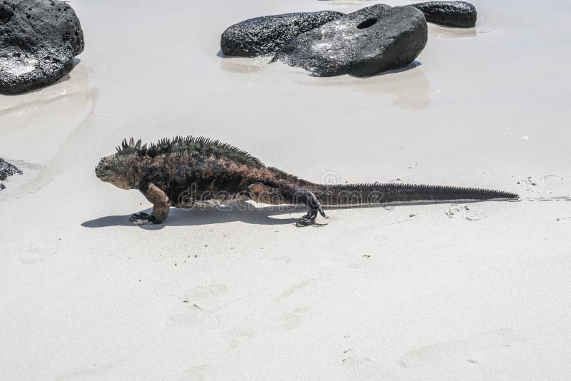 Lagarto grande selvagem imagem de stock. Imagem de réptil - 44610999