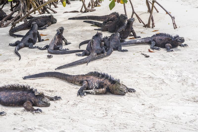 Lagarto Do Mar Em Uma Rocha Na Praia Foto de Stock - Imagem de parque ...