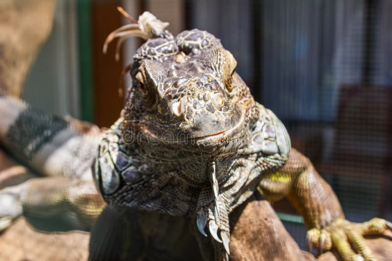 Lagarto Grande De La Iguana Imagen de archivo - Imagen de camuflaje ...