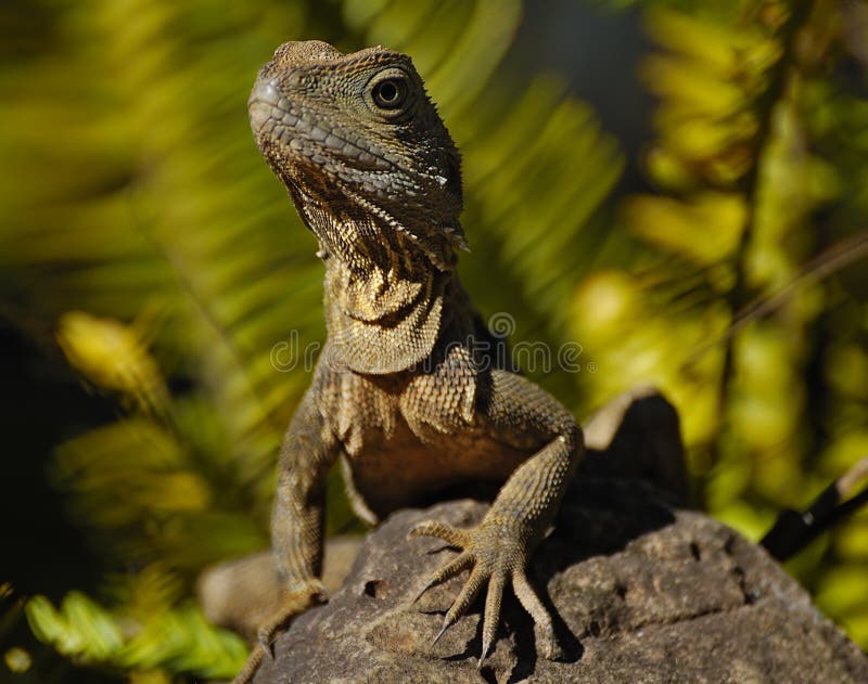 Lagarto Grande Em Austrália Foto de Stock - Imagem de pele, verde: 13326466
