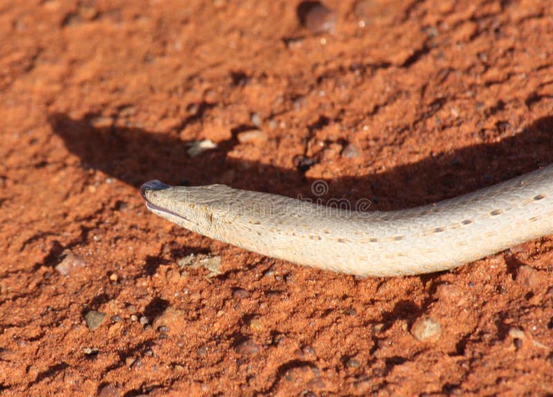 Lagarto Legless foto de stock. Imagem de legless, réptil - 18549716