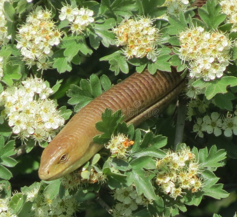 Lagarto Legless Com As Flores Selvagens Da Pera Imagem de Stock ...