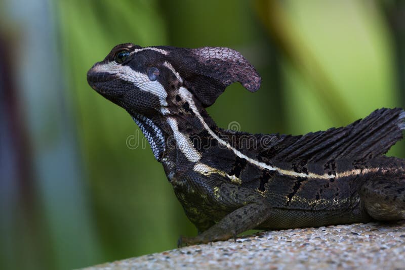 Un Basilisco Marrón Basiliscus Vittatus O El Lagarto Basilisco Común O ...