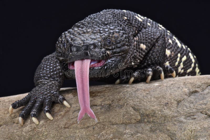 Heloderma Heloderma Horridum Veneno Lagarto En La Roca Hábitat Colima ...