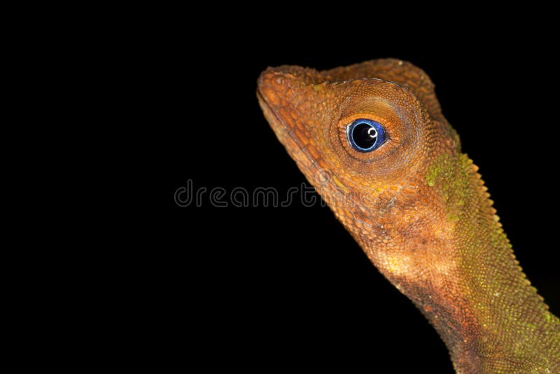 Lagarto no preto imagem de stock. Imagem de escala, imagem - 40064527