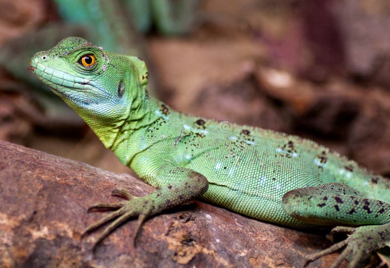 Retrato Plumed Del Lagarto Del Basilisco Imagen de archivo - Imagen de ...