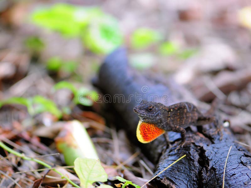 Lagarto preto imagem de stock. Imagem de naughty, frio - 20995355