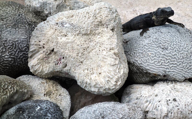 Lagarto preto imagem de stock. Imagem de rocha, borrado - 31083165