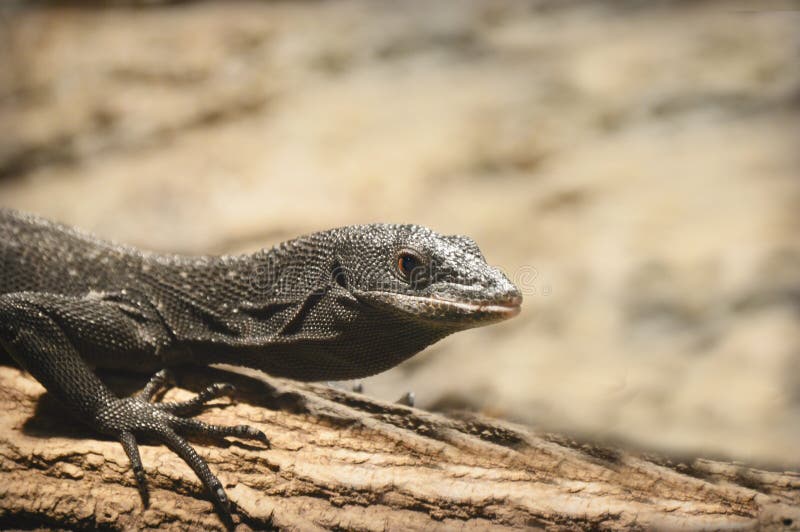 Lagarto Preto De Brinquedo, Isolado Num Fundo Branco Foto de Stock ...