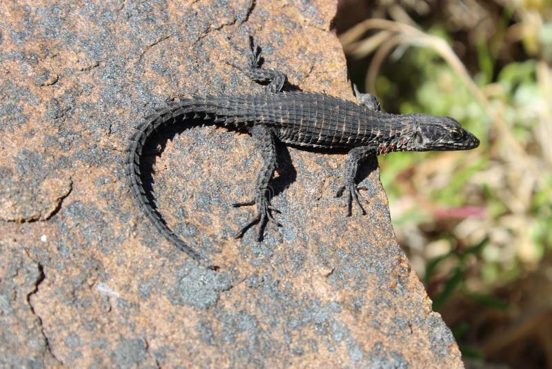 Lagarto Preto-cintado Em Uma Rocha Foto de Stock - Imagem de verde ...