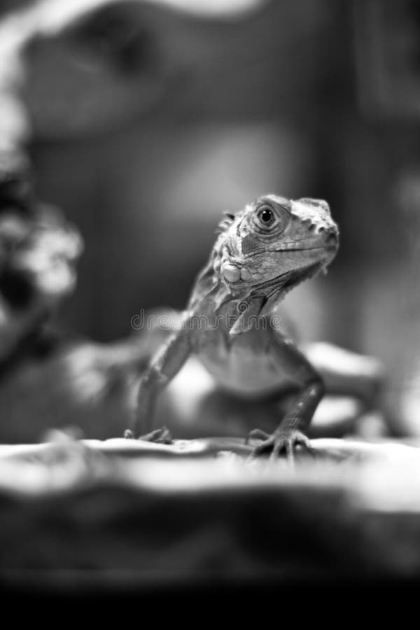 Lagarto (preto e branco) imagem de stock. Imagem de wilderness - 52066721