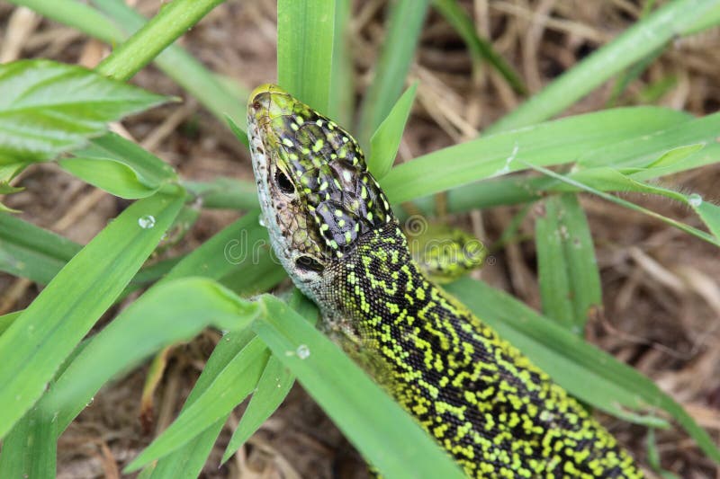 15,903 Lagarto Preto Fotos - Fotos de Stock Gratuitas e Fotos Royalty ...