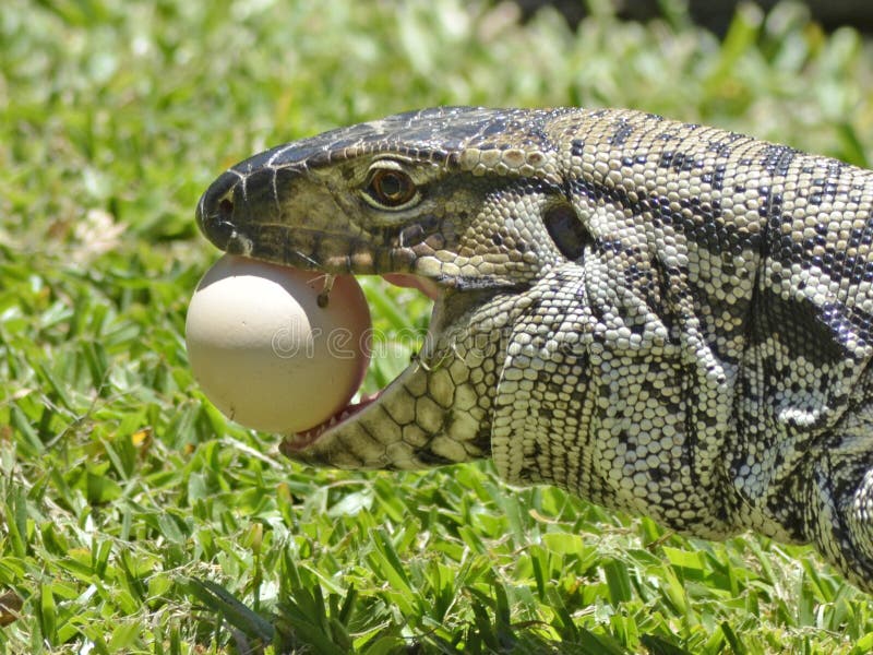 Lagarto Que Come Los Huevos Imagen de archivo - Imagen de sabor, huevo ...
