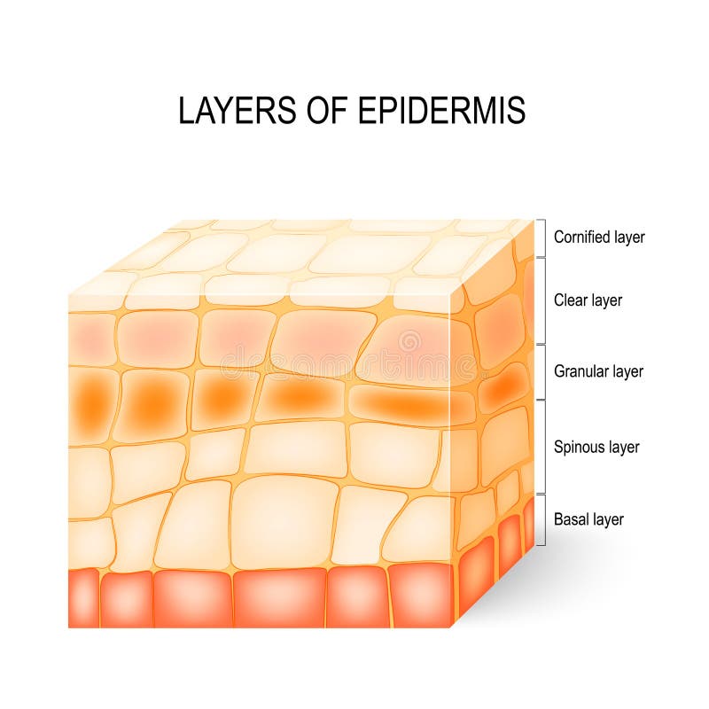 Epidermis Lagen. Epitheelcellen. Structuur Van De Menselijke Huid ...