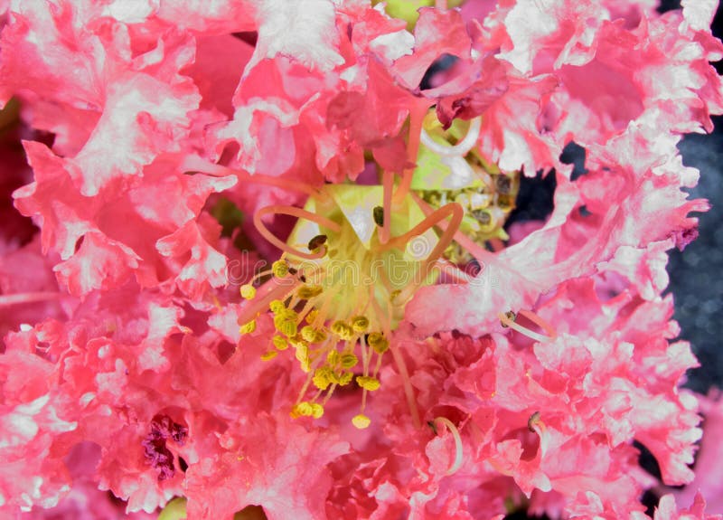 Lagerstroemia (arbol De Jupiter) 3 Imagen de archivo - Imagen de ...