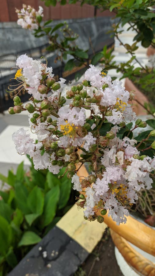 Lagerstroemia Commonly Known As Crape Myrtle. Stock Image - Image of ...