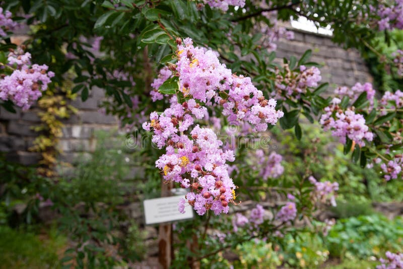 Lagerstroemia is Commonly Known As Crape Myrtle Stock Photo - Image of ...