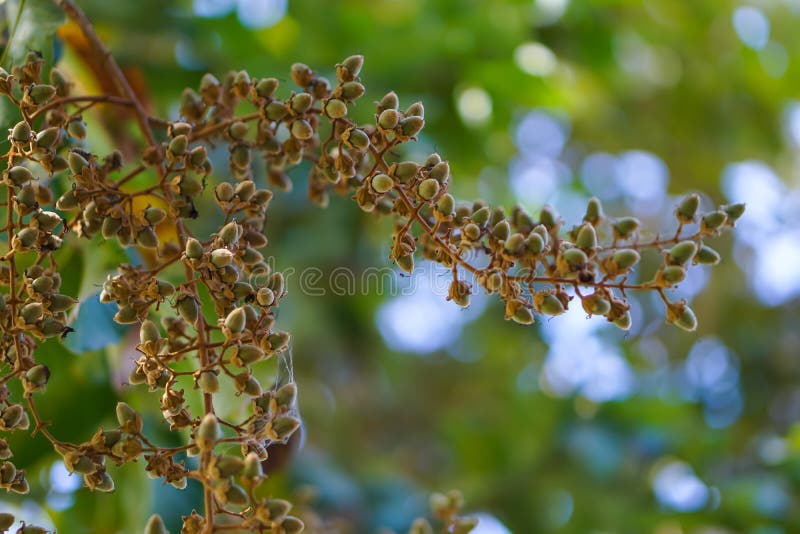 Lagerstroemia Floribunda Jack Stockbild - Bild von huhn ...