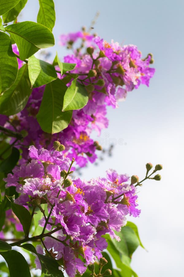 Lagerstroemia Floribunda Jack Flower Stock Image - Image of plant ...