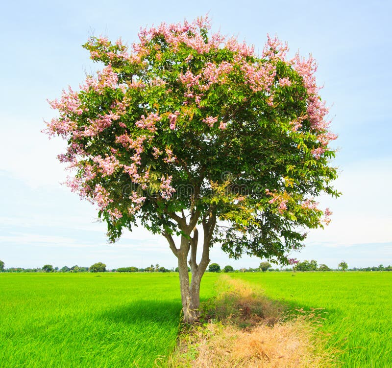 Lagerstroemia Floribunda Or Thai Crape Myrtle Stock Photo - Image: 37505308