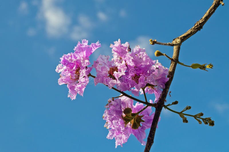Lagerstroemia Flower stock photo. Image of botanical - 37985816