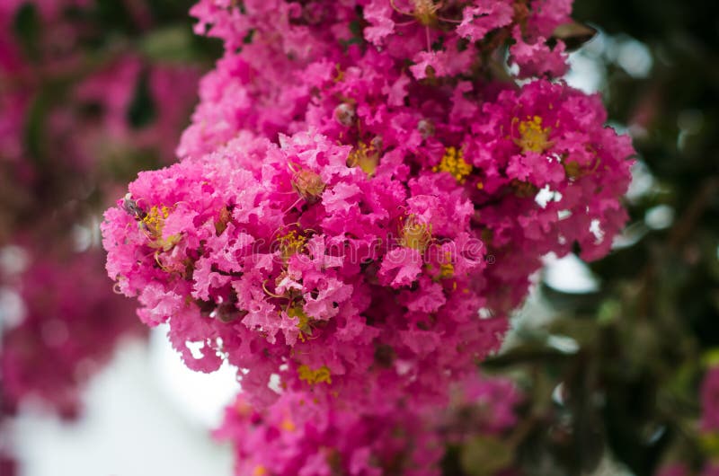 4,459 Lagerstroemia Stock Photos - Free & Royalty-Free Stock Photos ...