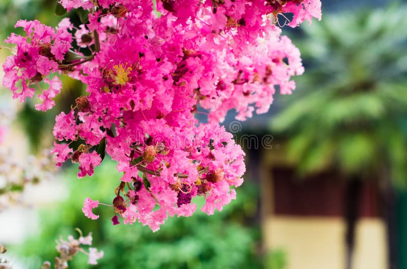 Lagerstroemia flowers stock photo. Image of nature, shrub - 31390716