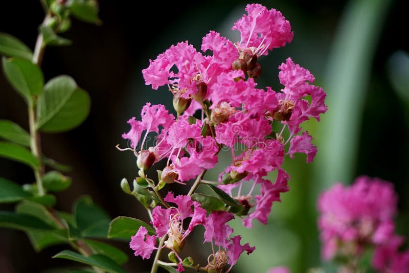 Arbol De Jupiter Indica Del Lagerstroemia, Mirto De Crespón Foto de ...
