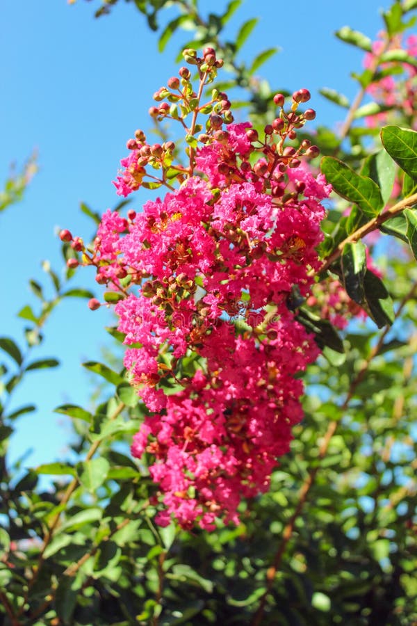 Lagerstroemia indica stock photo. Image of natural, blooming - 268383760