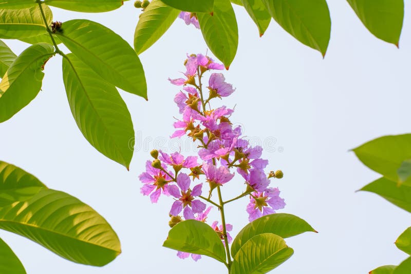 Lagerstroemia indica stock photo. Image of beautiful - 93987068