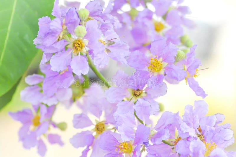 Lagerstroemia, Lagerstroemia Speciosa or Lythraceae Tree Stock Image ...