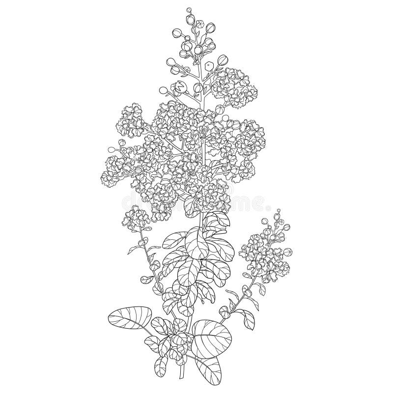 Stem with Outline Lagerstroemia or Crape Myrtle Flowers and Leaves in ...