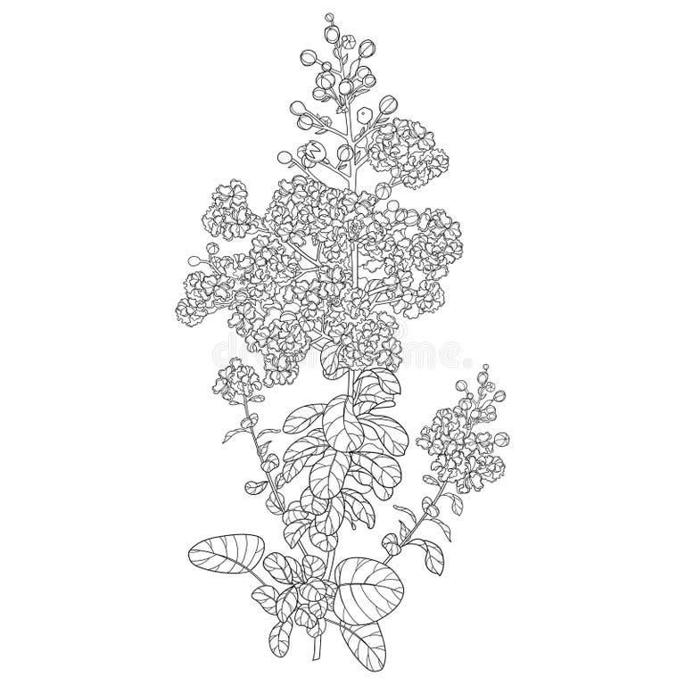 Stem with Outline Lagerstroemia or Crape Myrtle Flowers and Leaves in ...
