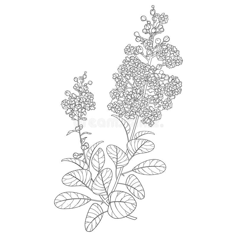 Branch with Outline Lagerstroemia or Crape Myrtle Flowers and Leaves in ...